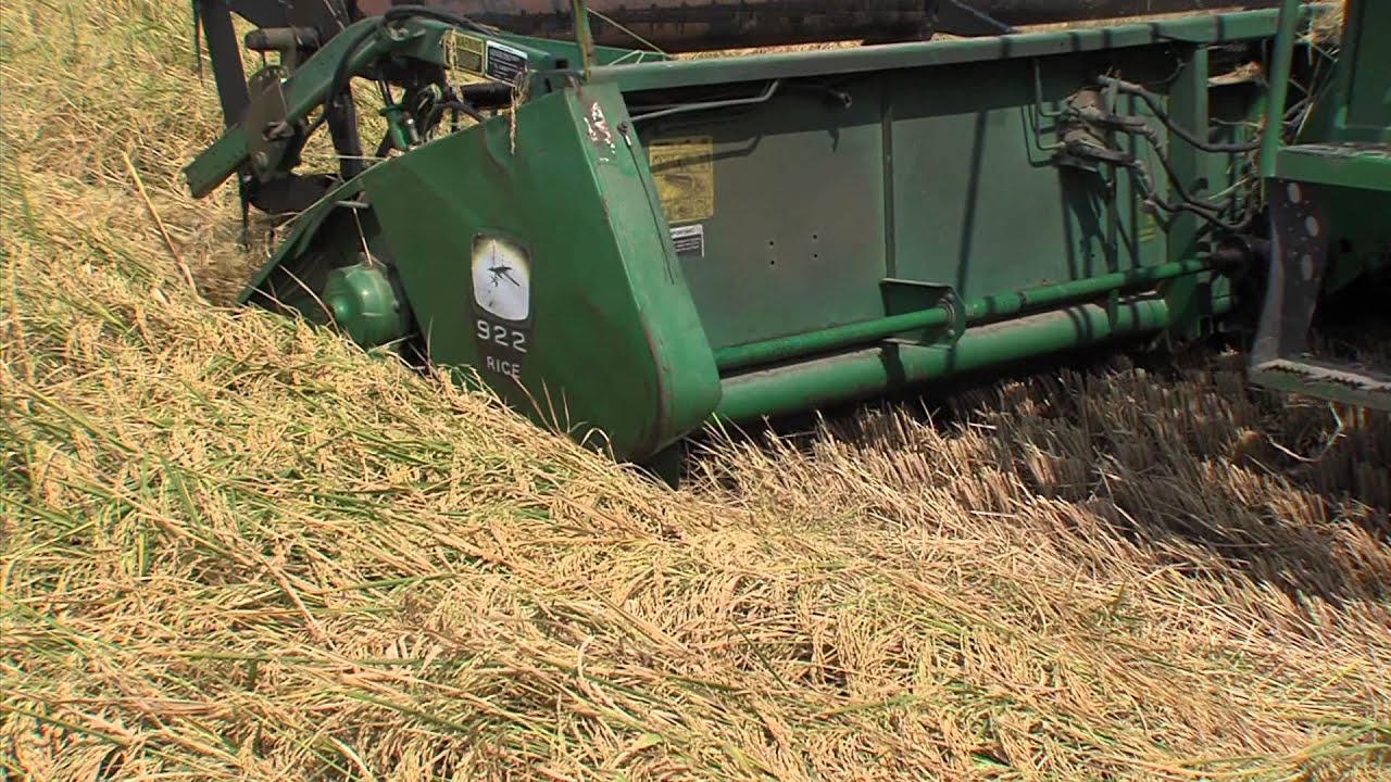 Downed Rice Loss Adjustment Training Video - YouTube