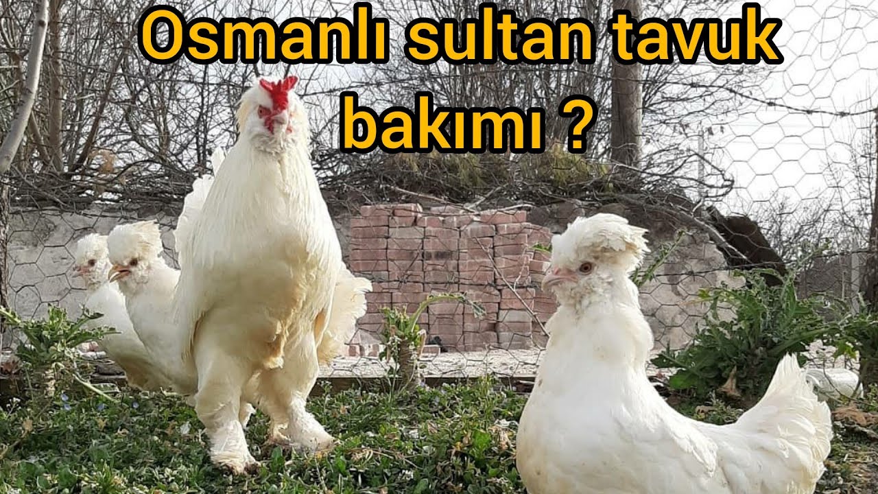 Osmanlı sultan tavuğu bakımı #1 - YouTube