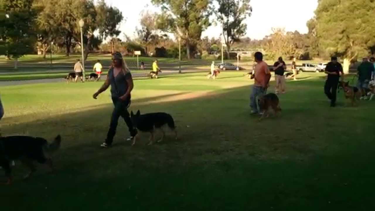 German Shepherd Group Obedience - YouTube