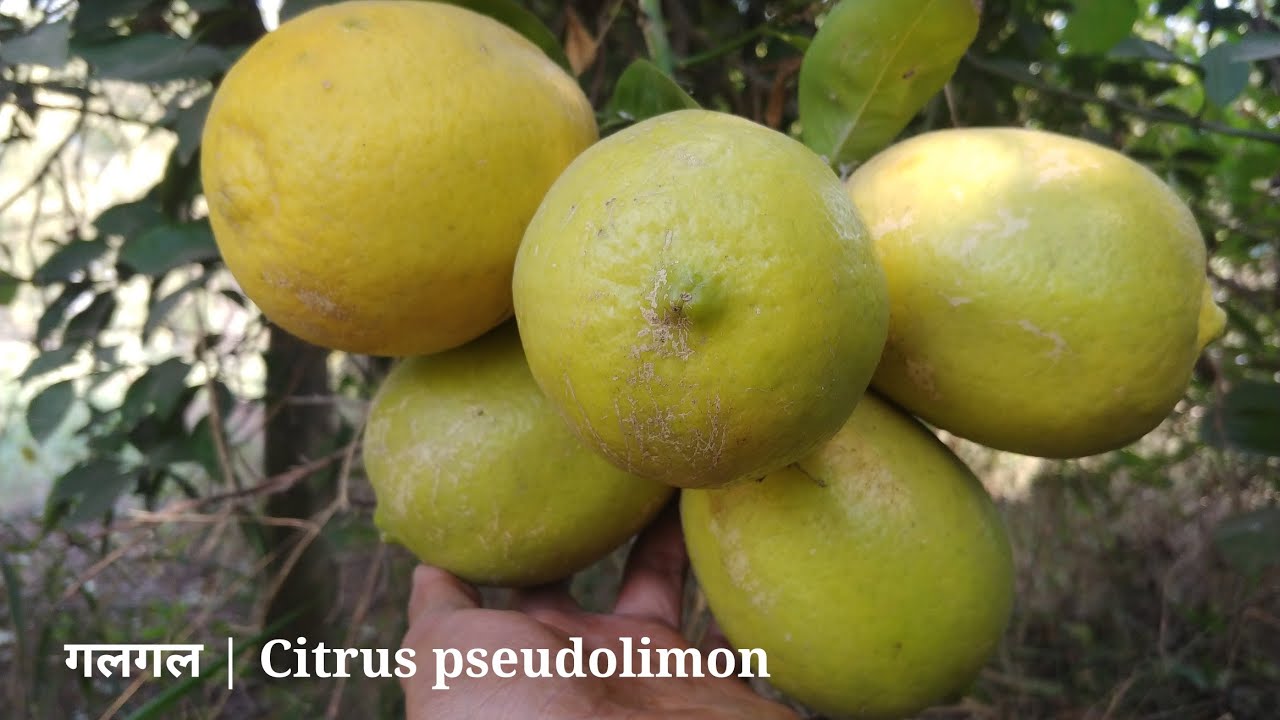 How to grow Galgal plant / Hill lemon | Citrus pseudolimon - YouTube
