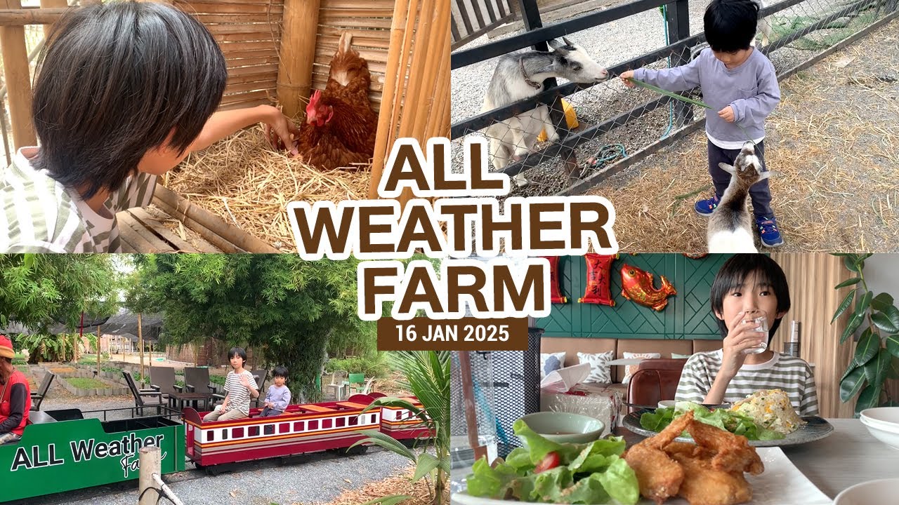 All weather farm (16/01/2025) - YouTube