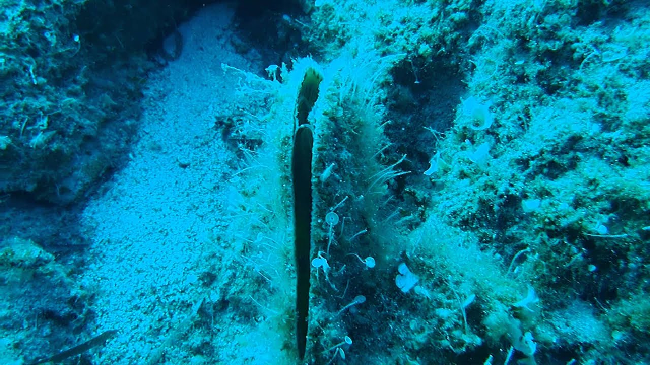 Gyaros underwater view part A_2015 - YouTube