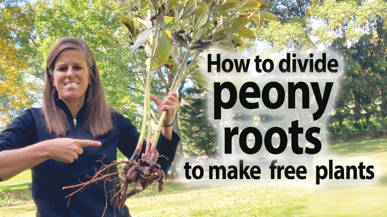 How to Divide Peony Roots to Make Free Plants - YouTube