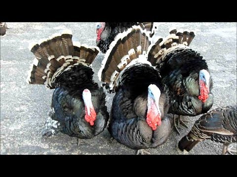 Truthahn antwortet auf hupen! Funny Turkeys responding on car horn ...