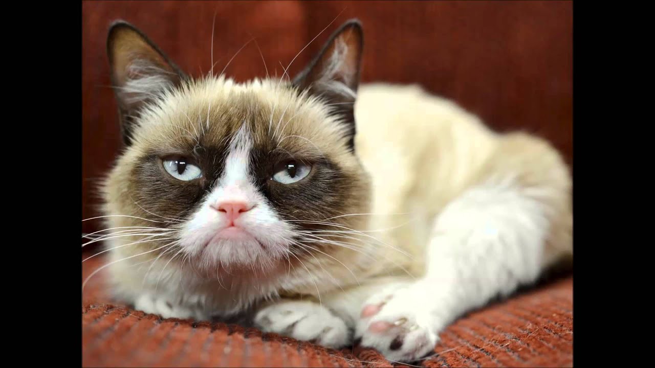 Cat says Yippee-ki-yay, Motherfucker - YouTube