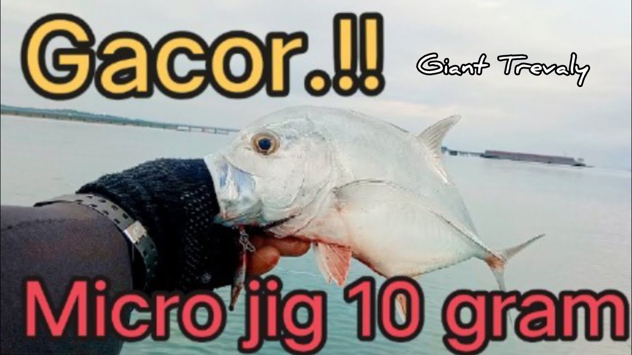 MANCING KARANG DANGKAL | Tiba-tiba disambar ikan GT (giant travely ...