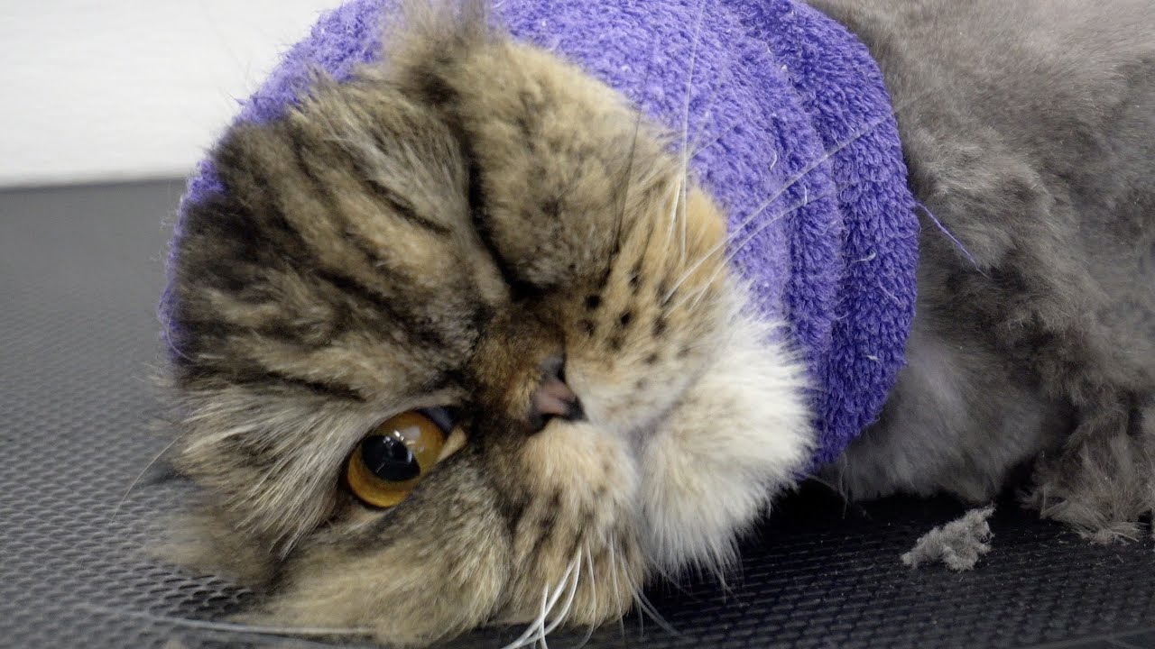 We saved his life! Ungrateful Spicy Mayonnaise has returned | Persian ...