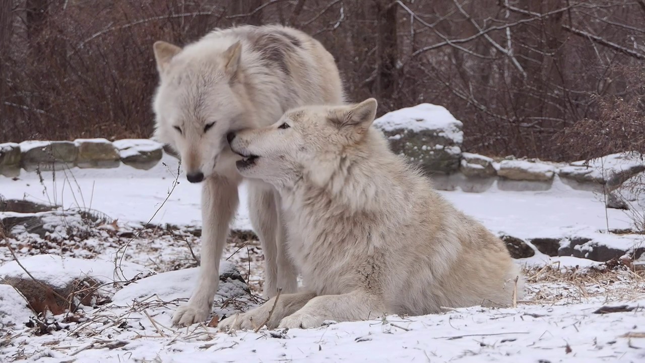 Tender Moment Between Wolves - YouTube