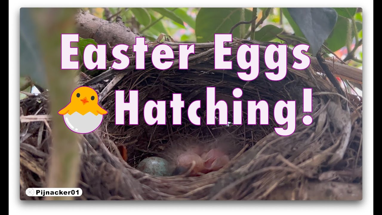 Easter Eggs Hatching! 🐣 - YouTube