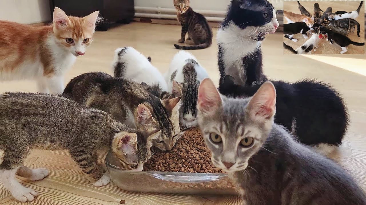 While people preferred to abandon these poor kittens, I chose to live ...