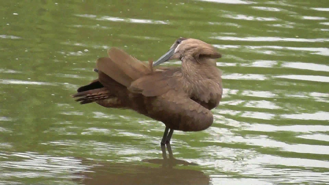 SOUTH AFRICA hamerkop or hammerhead, Kruger national park (hd-video ...