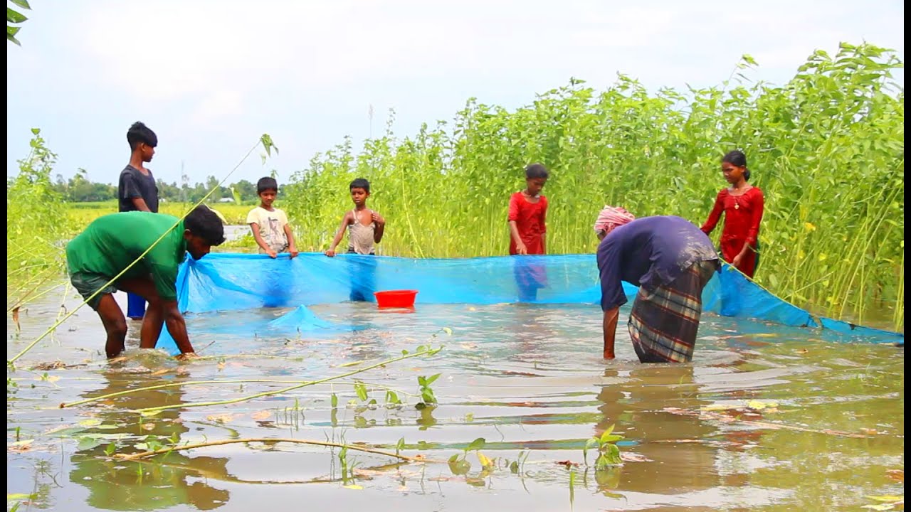 Village fishing || Asian traditional net fishing by village people ...