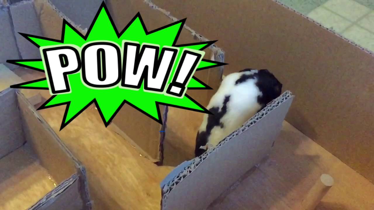 American Hamster Ninja Warrior - YouTube