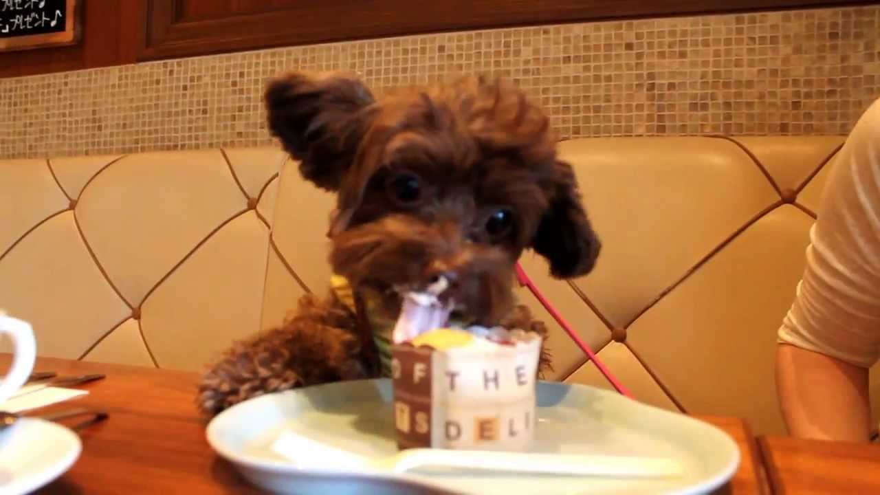 Chowing down at the dog cafe - YouTube