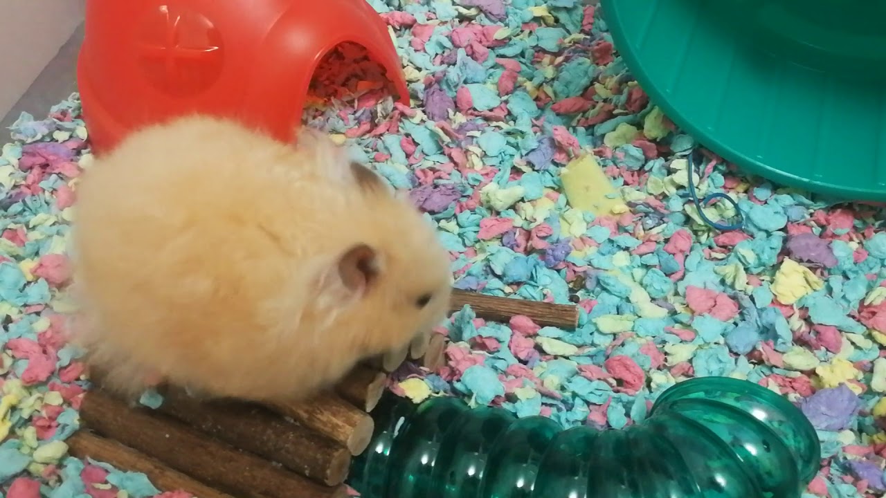 My hamster is confused? - YouTube