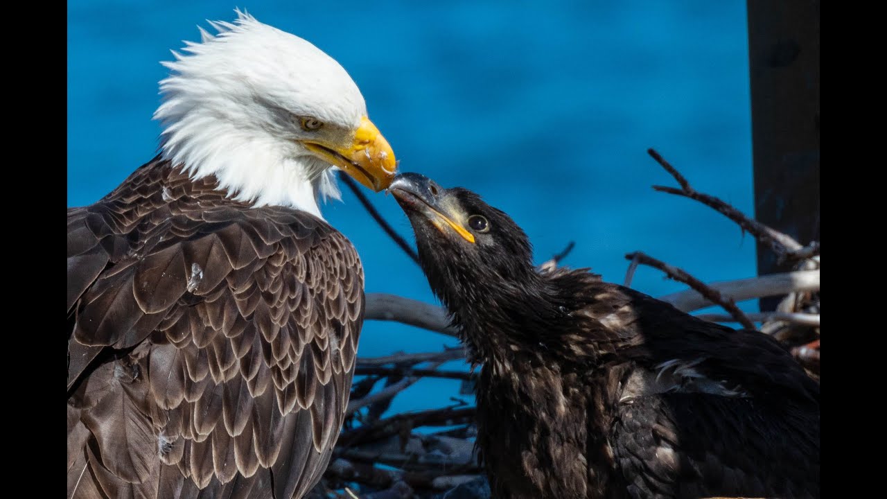 GROWING UP RAPTOR Lesson in Live Prey - YouTube