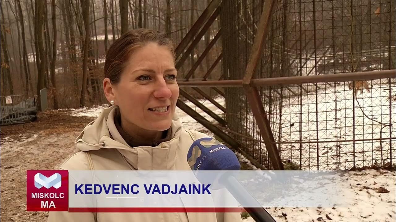Miskolc Ma 2025. 01. 21.: Kedvenc vadjaink a Miskolci Állatkertben - YouTube