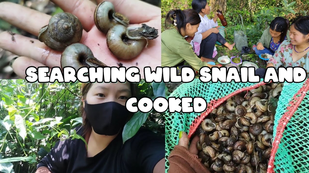 How To Find And Catch Snail In Forest And Cooked|Arunachal Pradesh ...