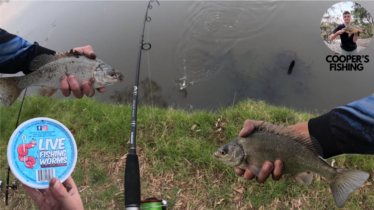 ACTION-PACKED Fishing On The Wimmera River Near Horsham! - YouTube
