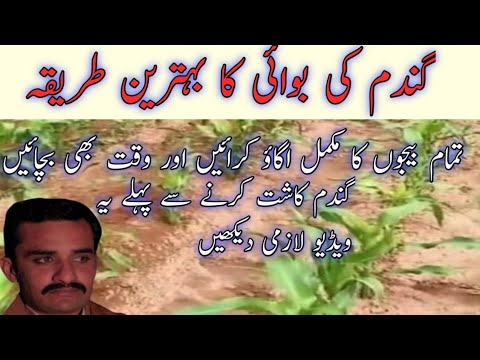 Ideal wheat seed sowing method | Benefits of Dry sowing method of wheat ...