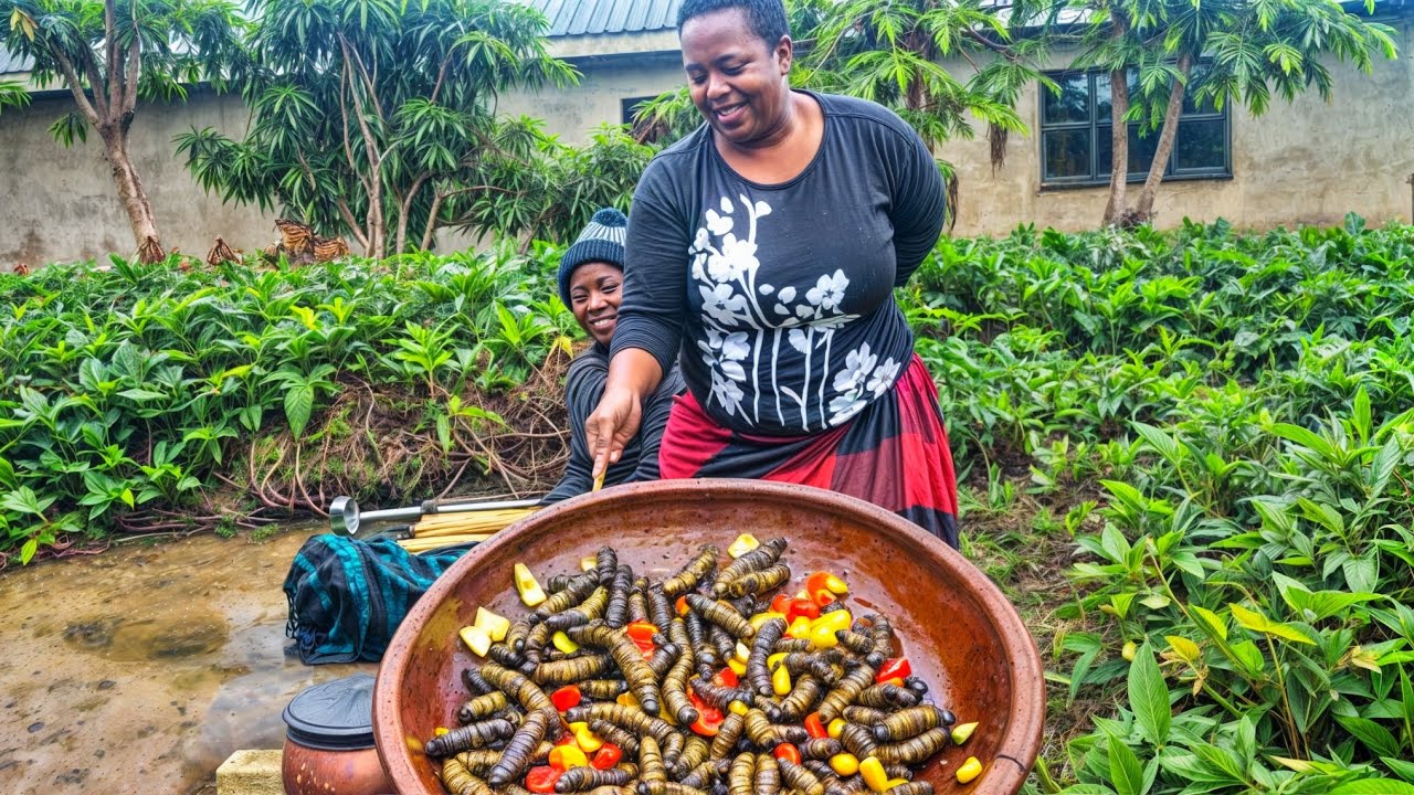 My mom's Zimbabwean Village recipe of cooking Mopane worms ( Madora ...