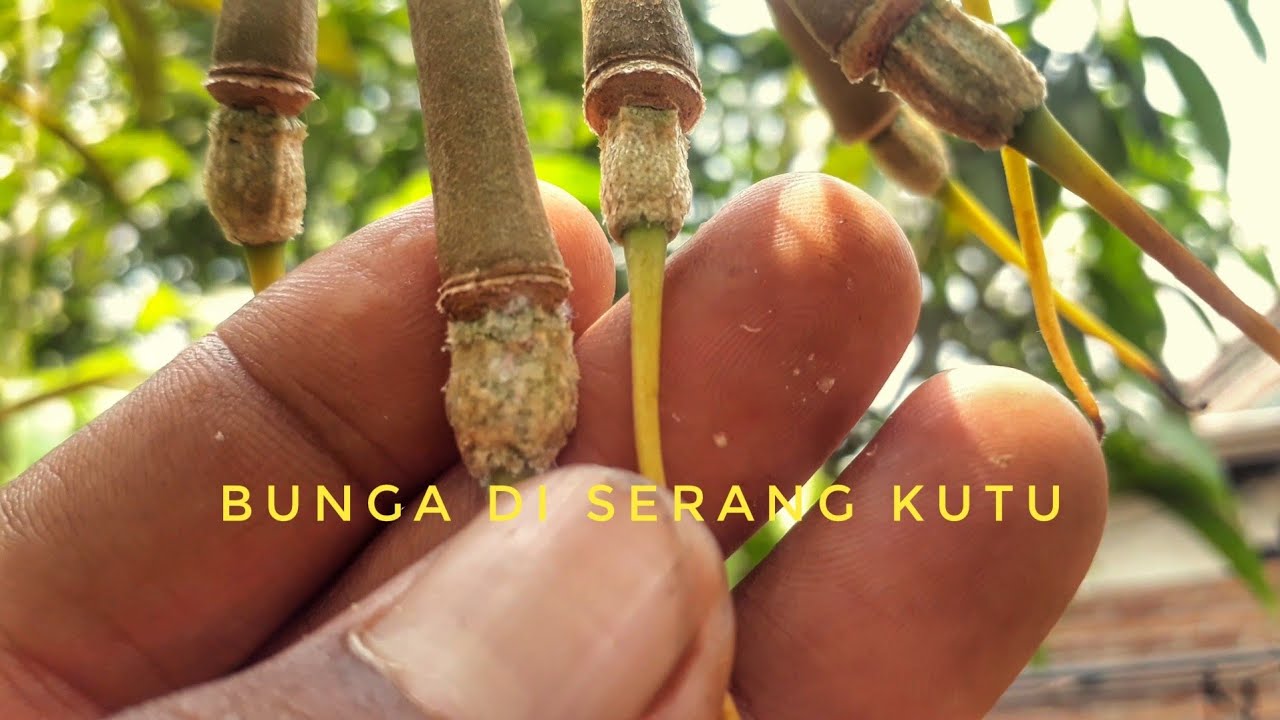 penyebab durian rontok - YouTube