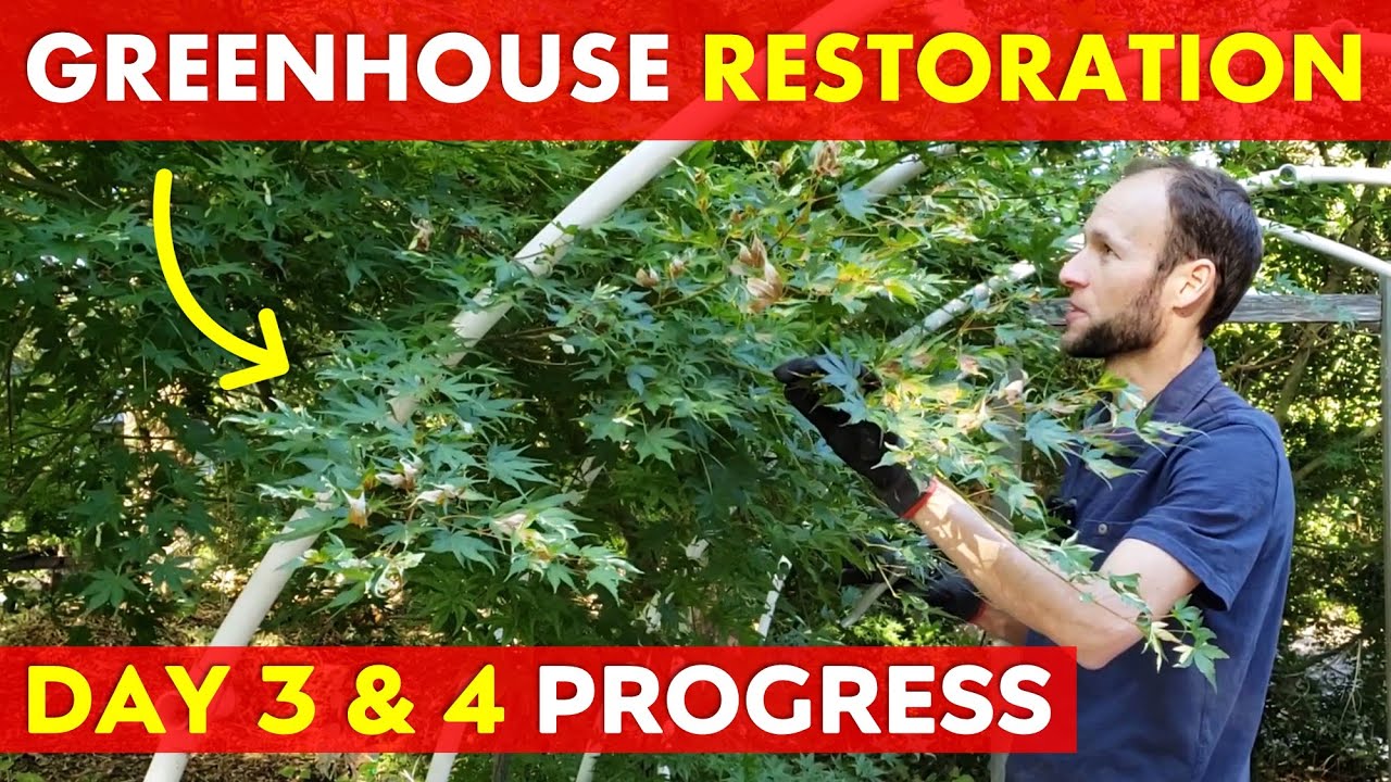 Japanese Maple Tree Nursery EXPANSION | Day 3 & 4 Greenhouse ...