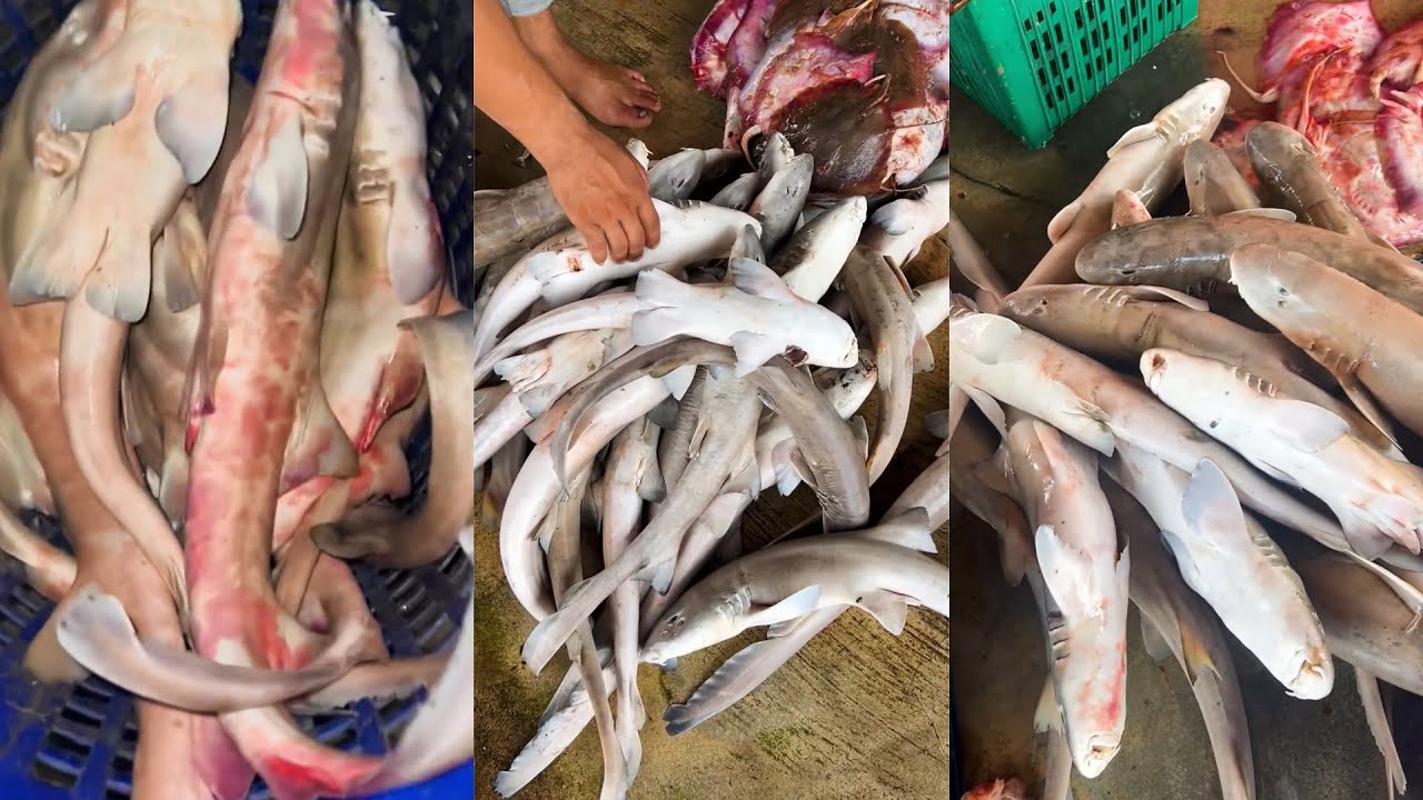 Baby shark caught by locals - YouTube