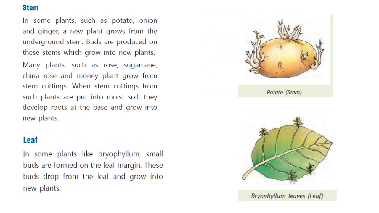 Plant life part -1 class-5 - YouTube
