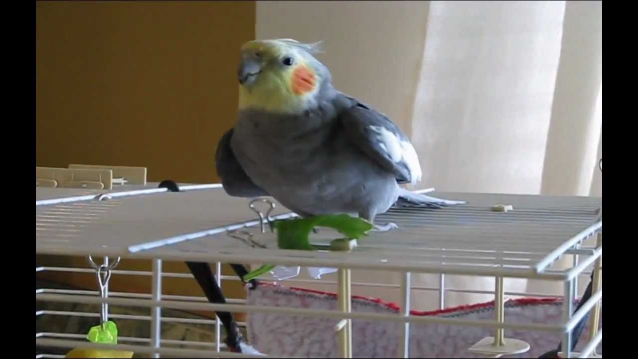 Wiki, The Crazy Cockatiel, Loves His Spinach - YouTube