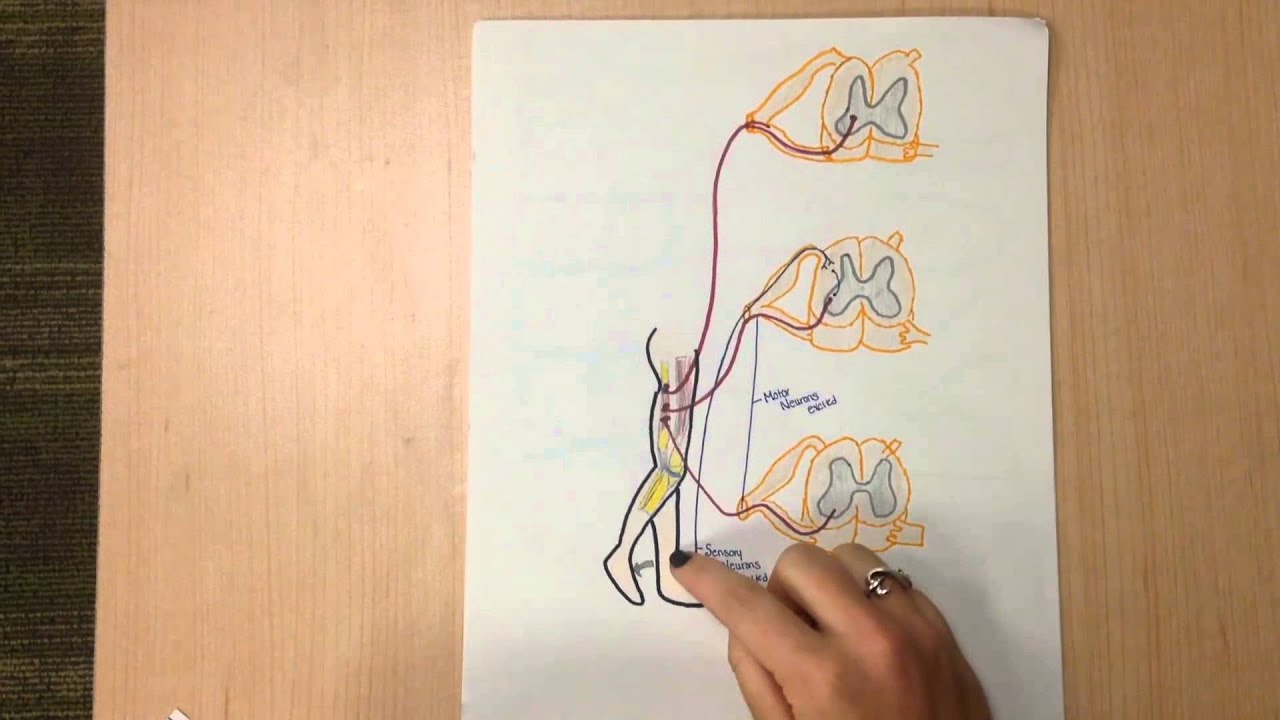 Brianna Abbott's Bio 201 Modeling Project (Crossed Extensor Reflex ...