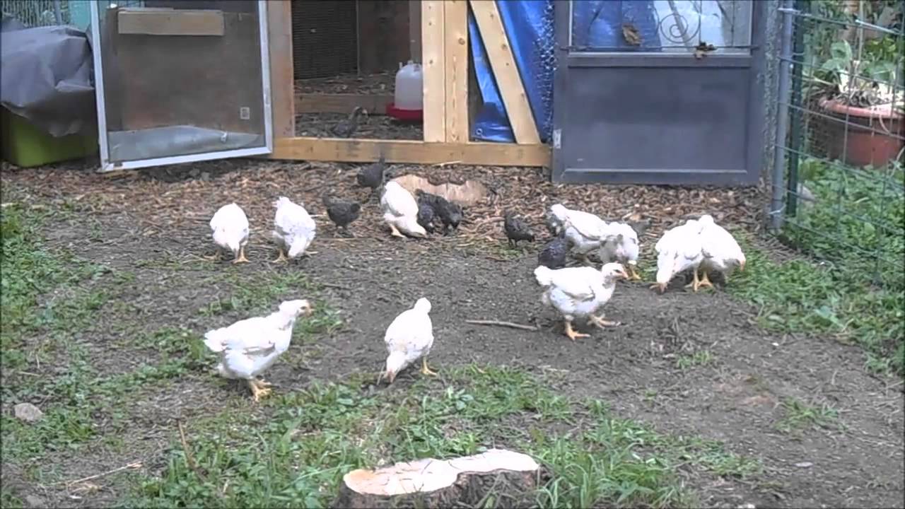 Baby Chicks Go Outside - YouTube
