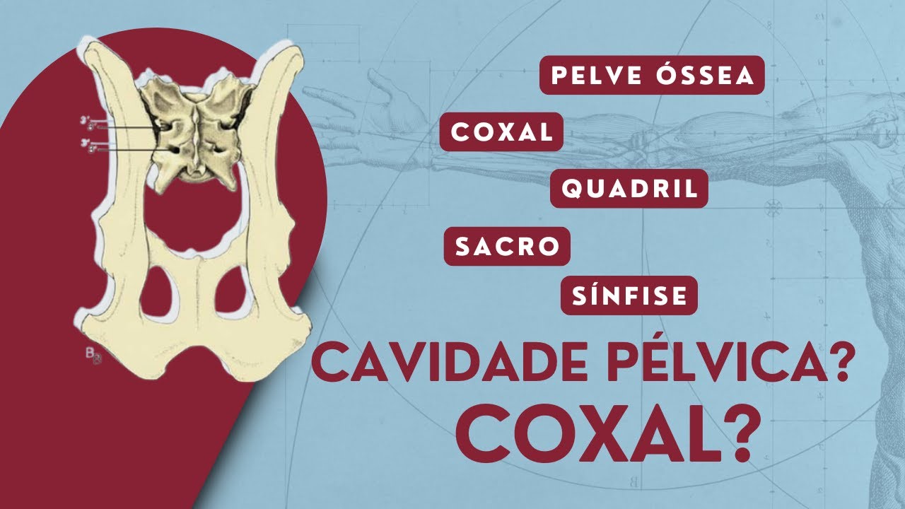 Coxal, Quadril e Cavidade Pélvica: Qual a Diferença? | Anatomia ...