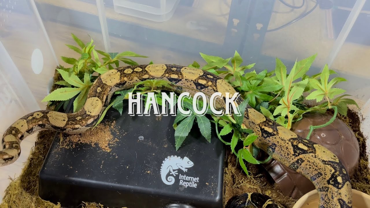 HANCOCK | Boa Constrictor | #strike #highlights (07.02.24) - YouTube