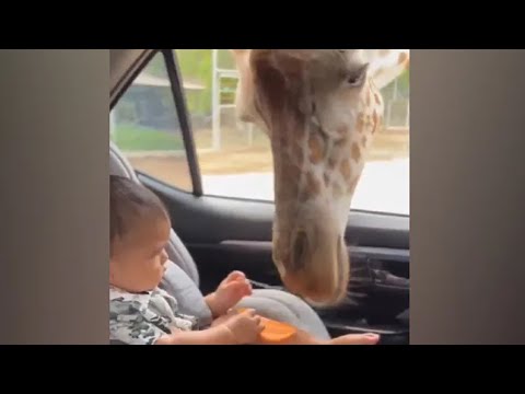 Watch: Giraffe Steals Snack From Baby In Car