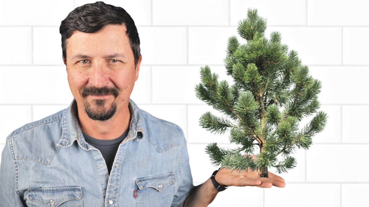 We Planted 2,000 Trees - Something Unexpected Happened - YouTube