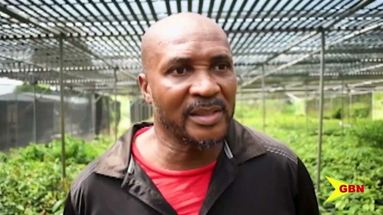 PLANT DISTRIBUTION SEASON OPENS | Grenada Broadcasting Network