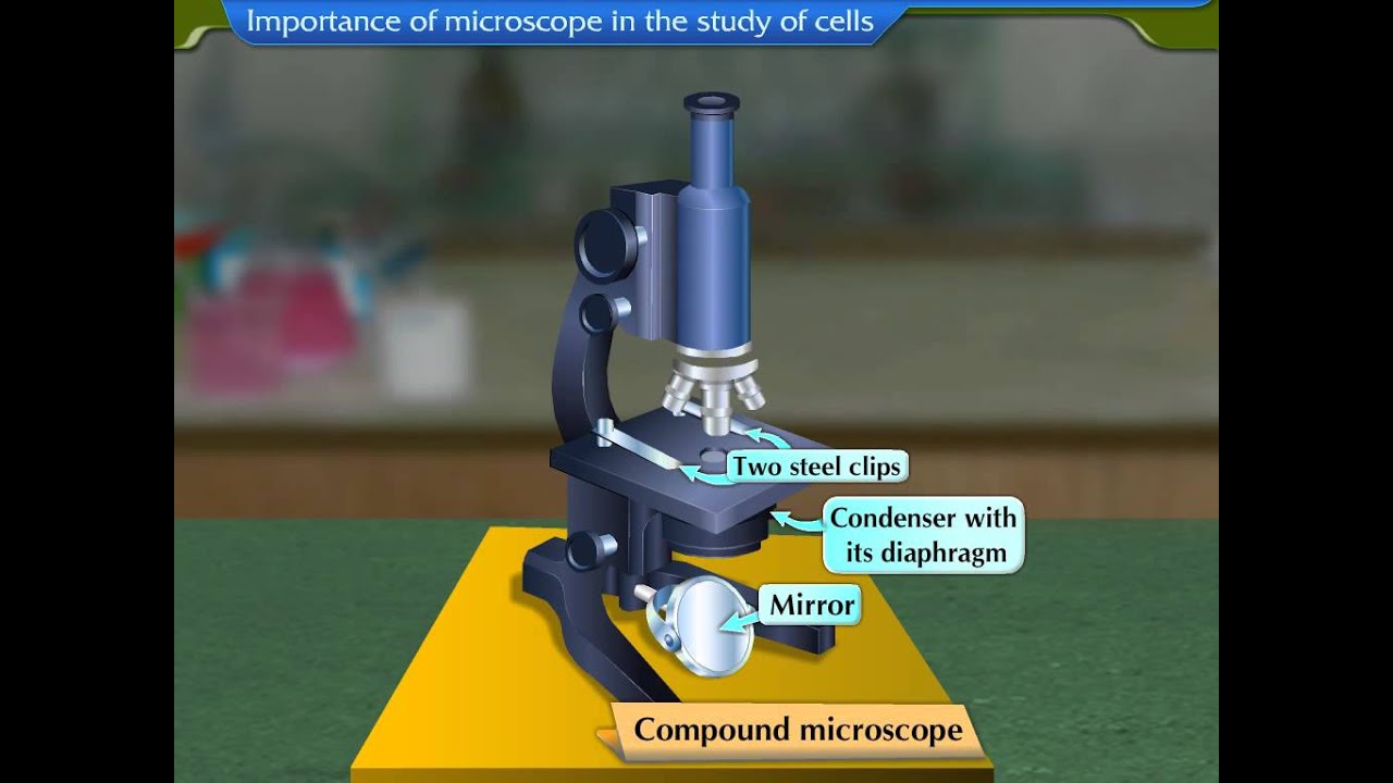CBSE Science Std 08 | Cell-Structure and Functions | Importance of ...
