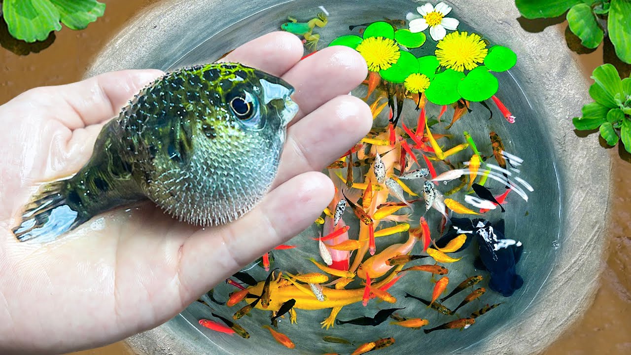 Most Amazing Catching Strange Puffer Fish In Tiny Pond, Mahseer, Golden ...