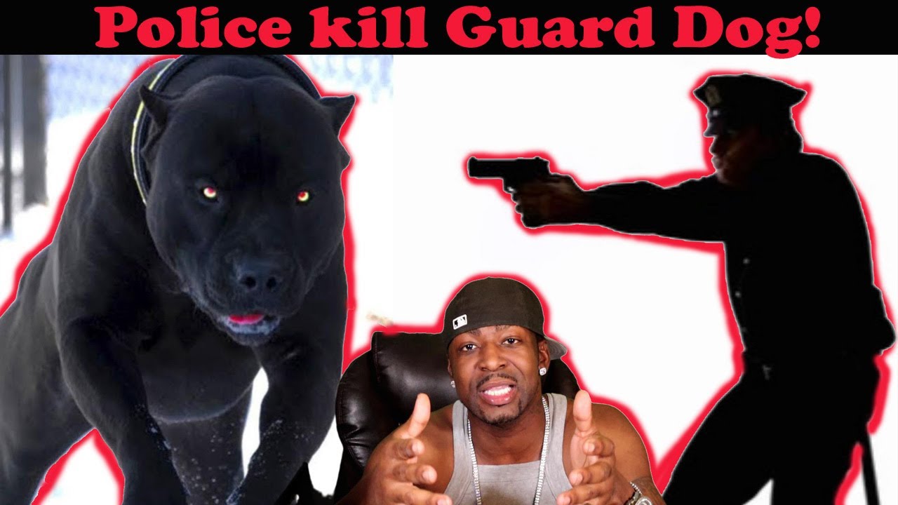 Pitbull / Guard dog attacks robber breaking into homeowners property ...