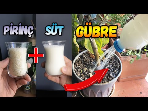 Bitkilerinize Süt Pirinç Dökün Bakın Ne Oluyor | Ev Yapımı Gübre