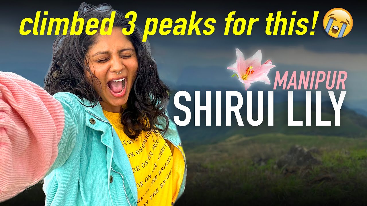 BEST THING IN MANIPUR!!! Climbing Shirui Peak for RARE flower | UKHRUL ...