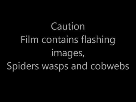 Death head spider, with poison fangs of death. - YouTube