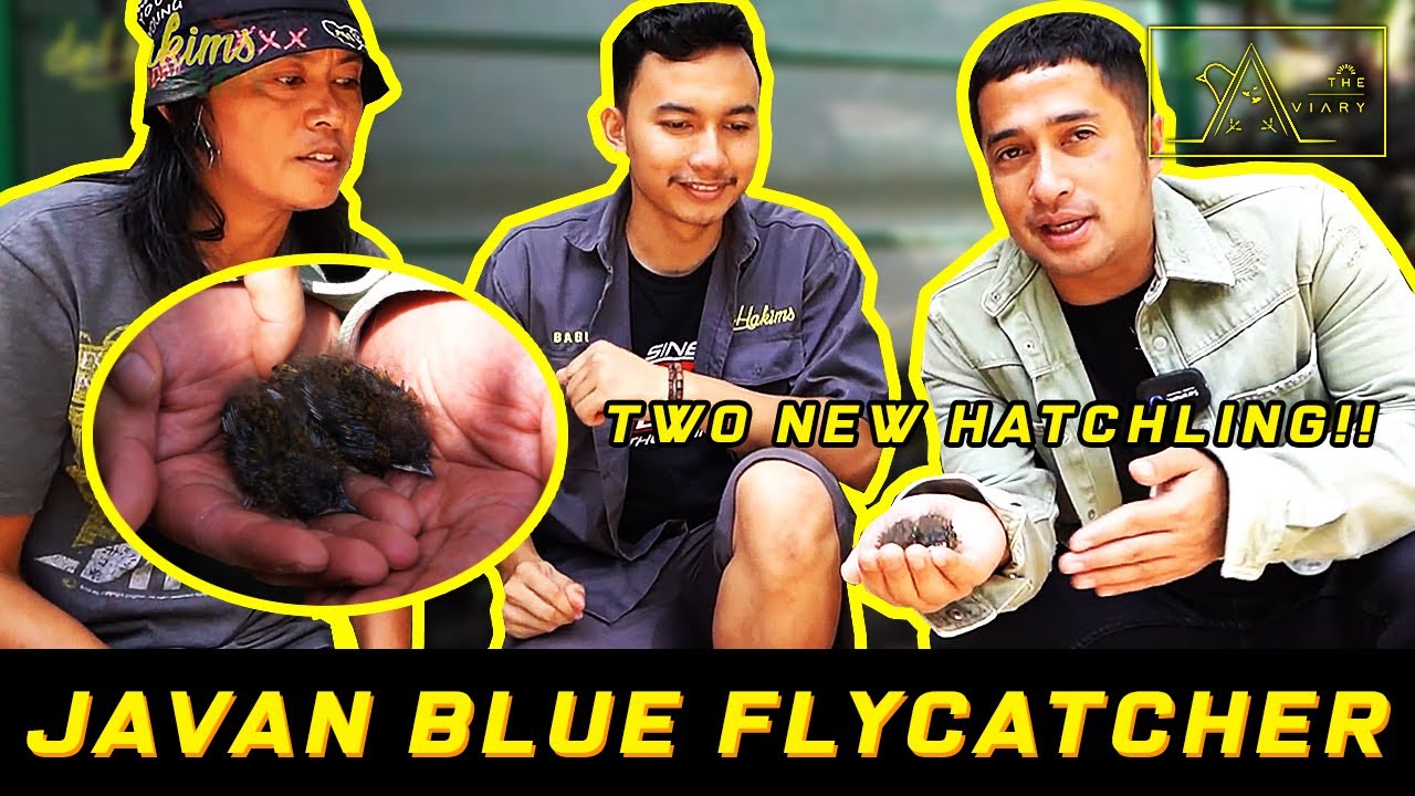 74th Eps - Here It Is! The Two Cute Baby Javan Blue Flycatcher! - YouTube
