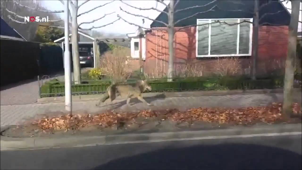 Wolves in Netherlands Welcome & Groningen 2015 - YouTube