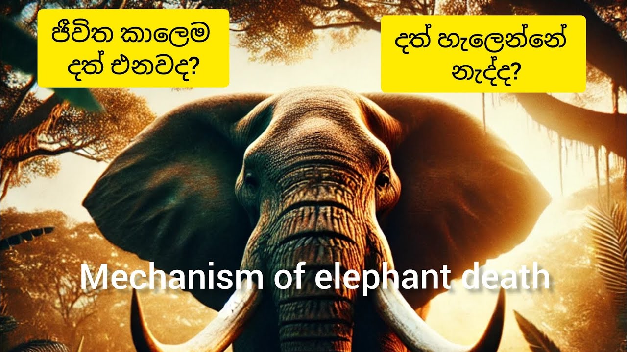 දත් වලට පුළුවන්ද අලියගෙ ජීවිතය තීරණය කරන්න? Mechanism of elephant death ...