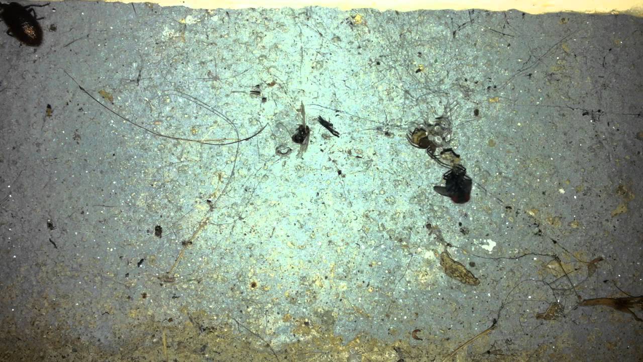 Spider traps fly - see what happens next - YouTube