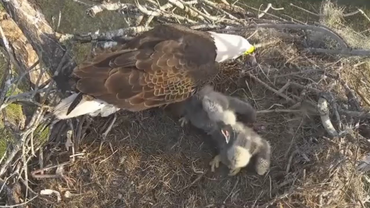 Elder eaglet 🦅 bonking the young sibling to eat lunch alone | SWFL ...