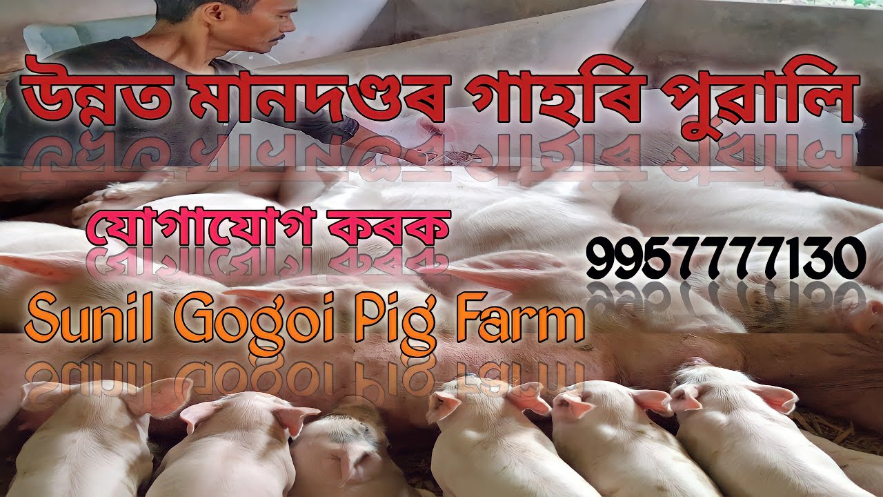 উন্নত মানদণ্ডৰ গাহৰি পুৱালি | Quality Pig Morning | Sunil Gogoi Pig ...