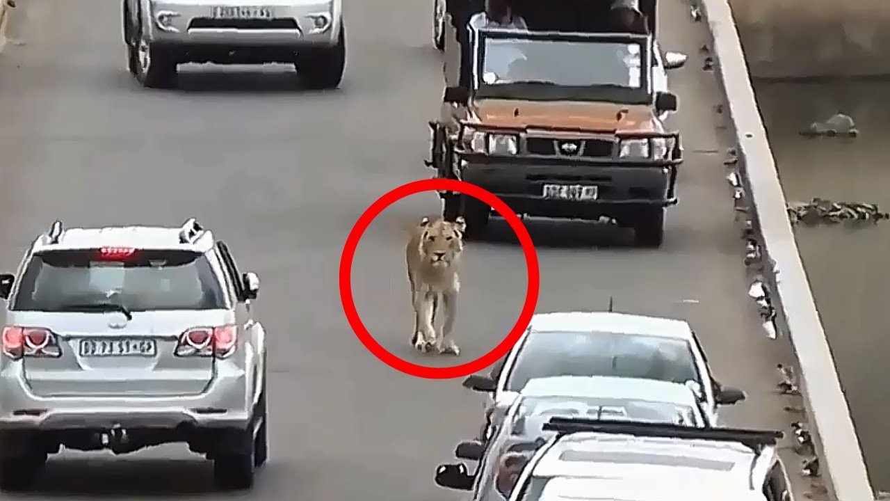 Lion Causes Traffic Jam on Bridge - Kruger National Park - YouTube